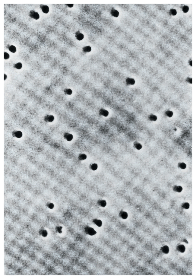 PCTE Filter Membranes: Plain Black for Epifluorescence 0.2 μm | Buy ...